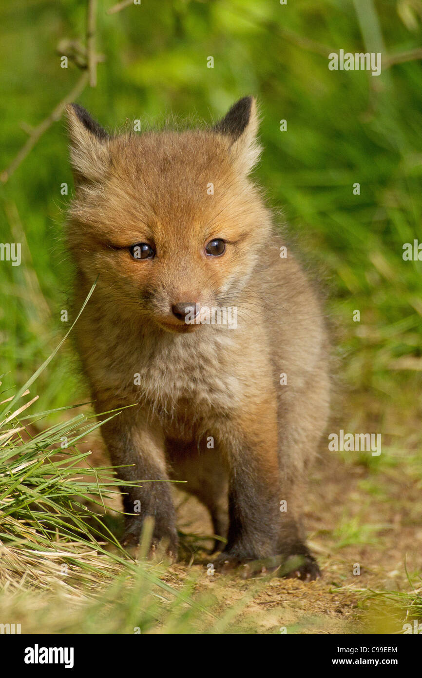 Red Fox cub / Vulpes vulpes Stock Photo - Alamy