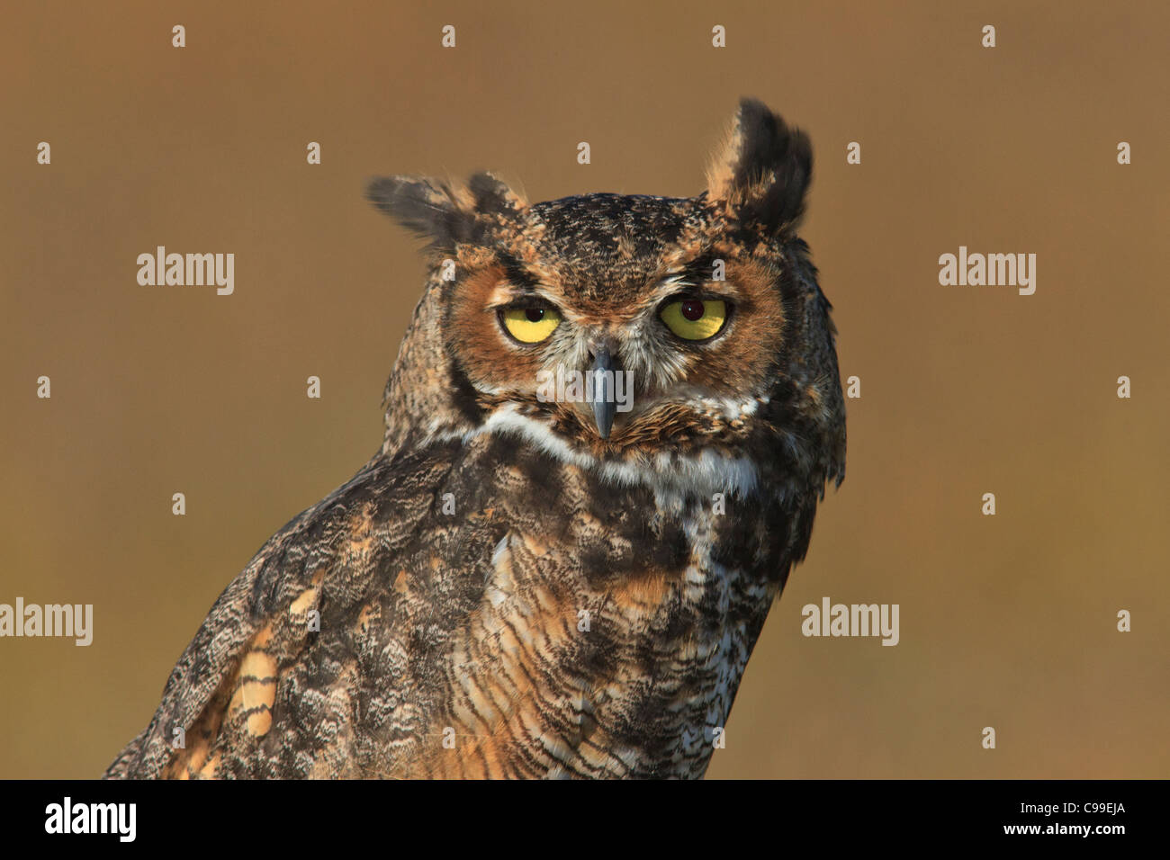 Great Horned Owl (Bubo virginianus Stock Photo - Alamy