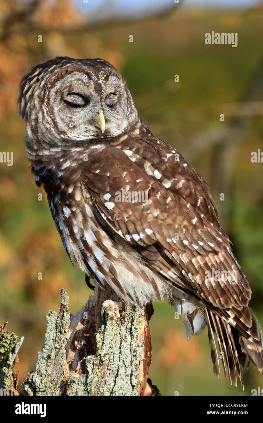 Barred Owl (Strix varia Stock Photo - Alamy