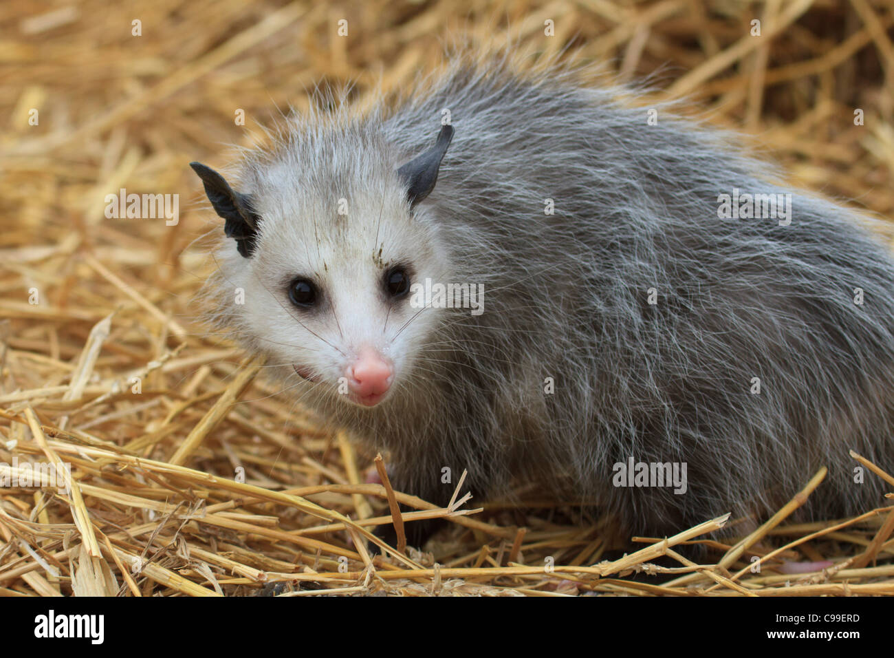 Virginia opossum (Didelphis virginiana Stock Photo - Alamy