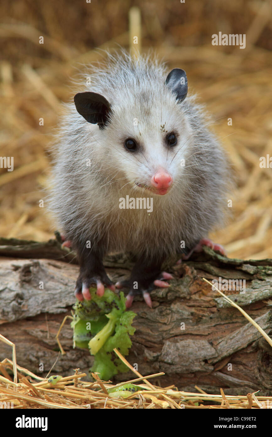 Virginia opossum (Didelphis virginiana Stock Photo - Alamy