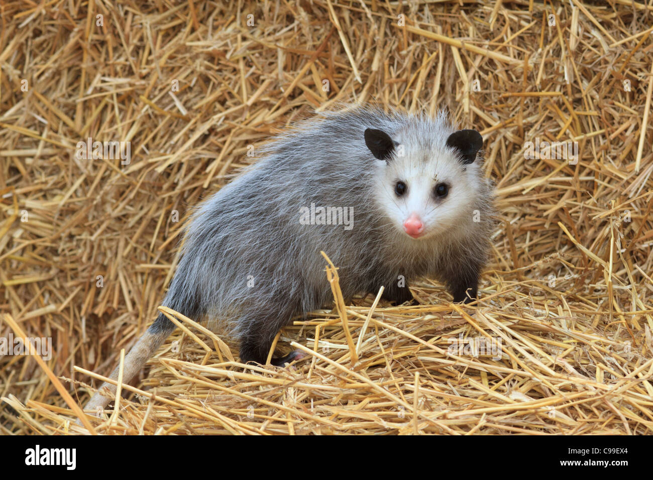 Virginia opossum (Didelphis virginiana Stock Photo - Alamy