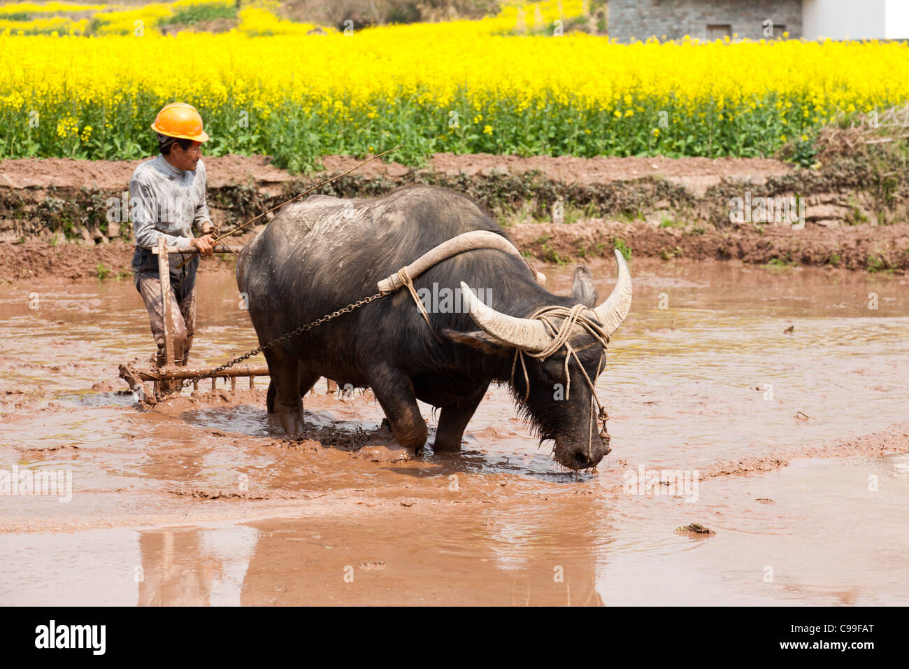 A local farmer and his buffalo till the field with oilseed blossom as ...