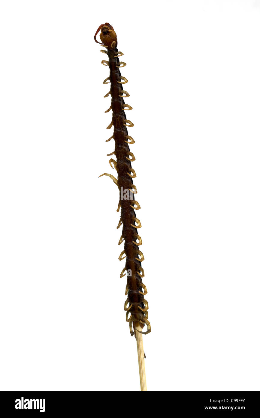 Cooked centipede on sale at Wangfujing Street Night Market Beijing - An ...