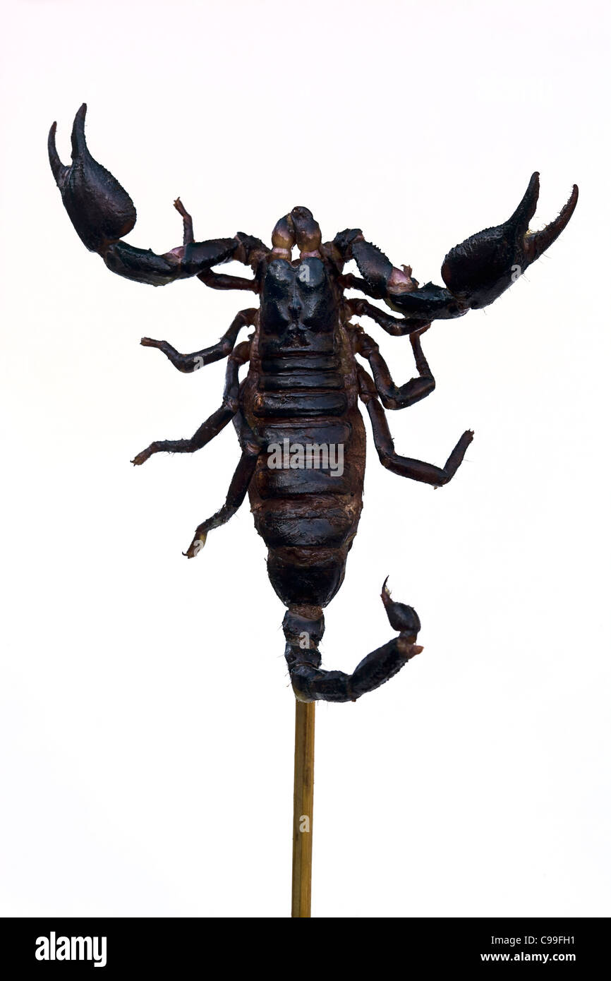 Cooked Scorpion as on sale in Beijing and other parts of Asia - An ...