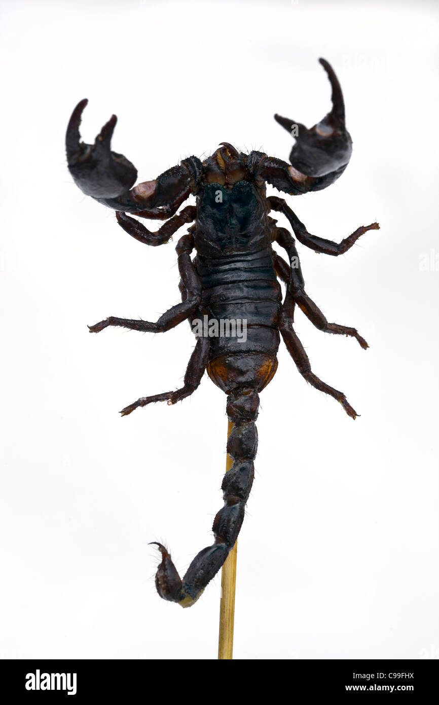 Cooked Scorpion as on sale in Beijing and other parts of Asia - An ...