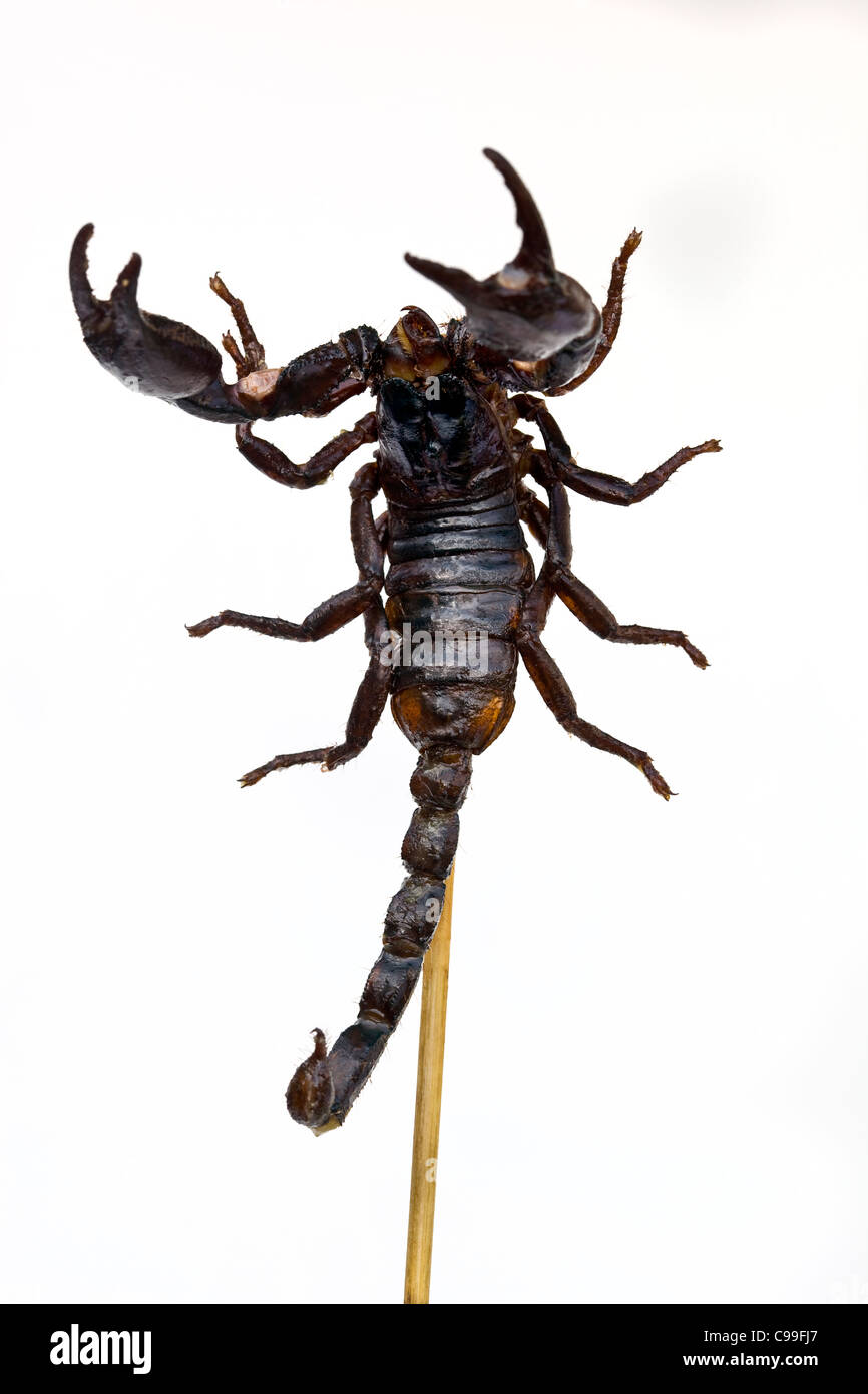 Cooked Scorpion as on sale in Beijing and other parts of Asia - An ...