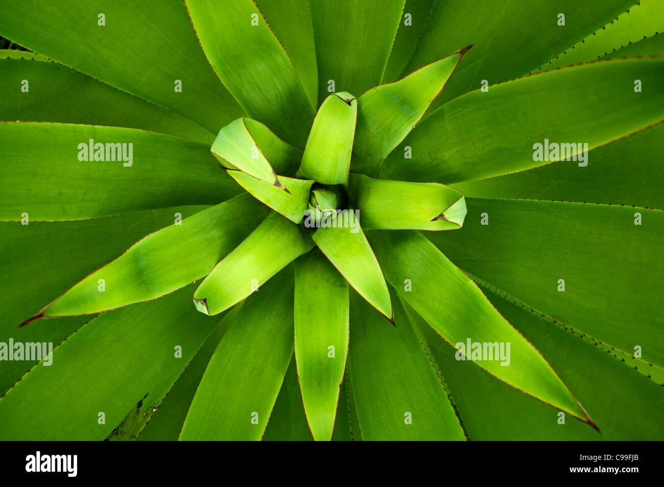 Close up picture of an Agave plant, overhead view Stock Photo - Alamy