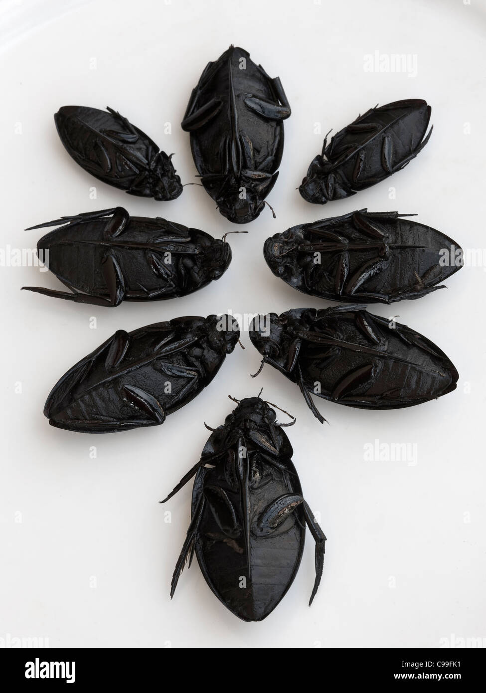 Cooked Beetles as sold in South East Asia - An example of Strange or ...