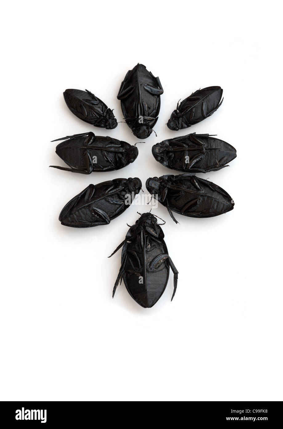 South east asia critters hi-res stock photography and images - Alamy