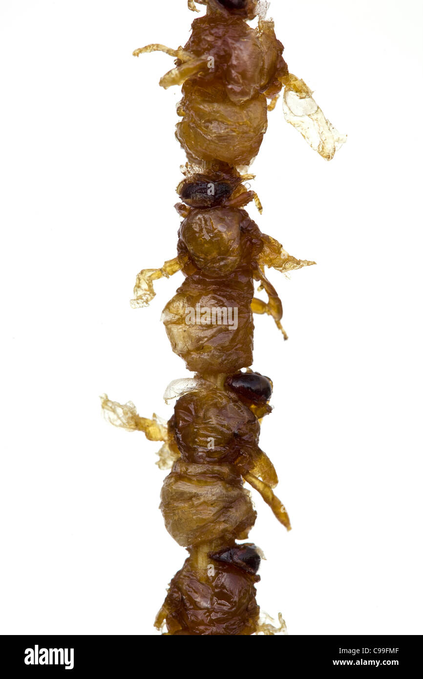 Cooked Fried Bee Cocoons on sale at Donghuamen night market in ...