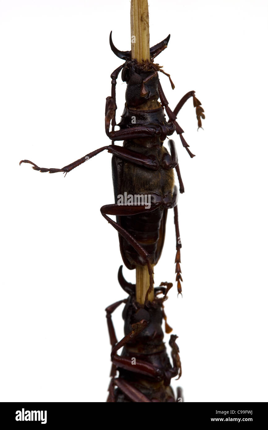 Cooked insects hi-res stock photography and images - Alamy