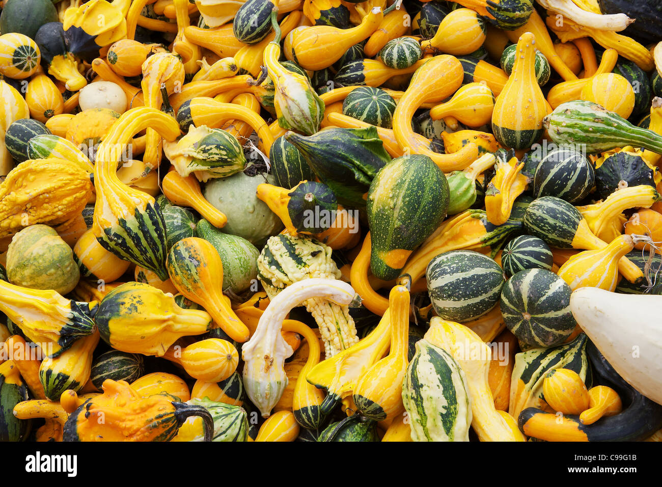 Pile various shapes of yellow and green squash at the farmers market ...