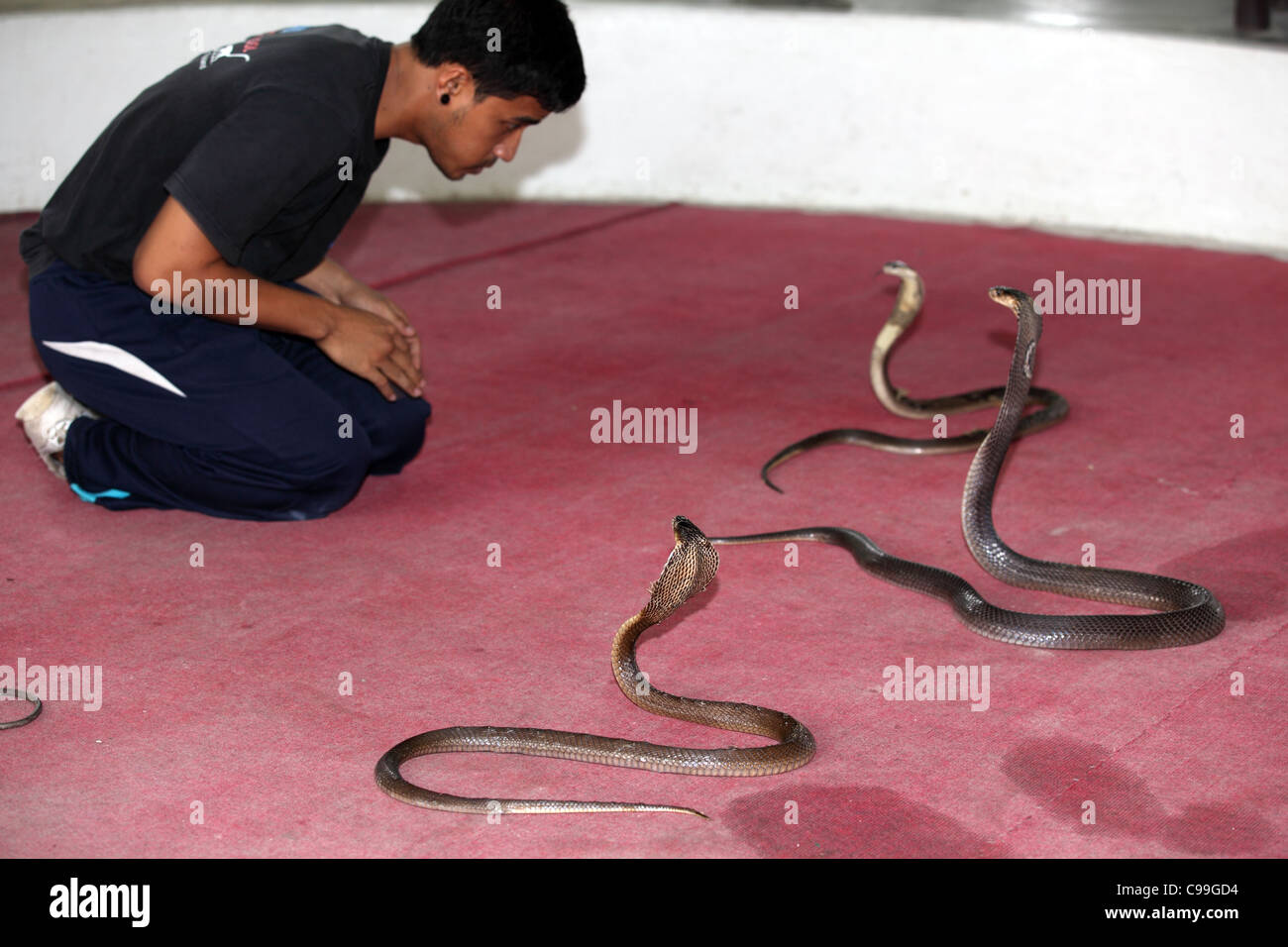 Snake show with handler close to three deadly King Cobras Stock Photo ...