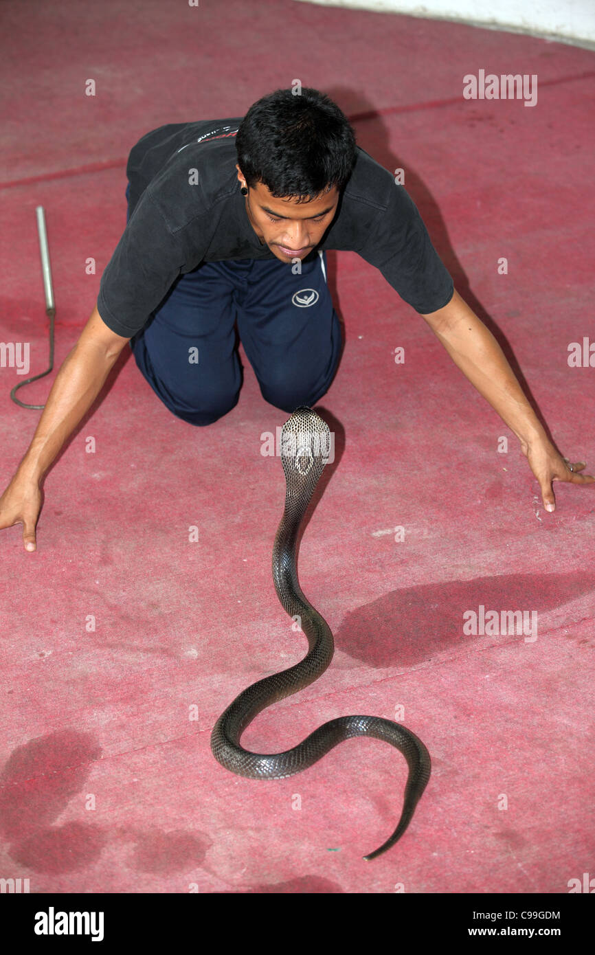 Snake show with handler close to a deadly King Cobra Stock Photo - Alamy