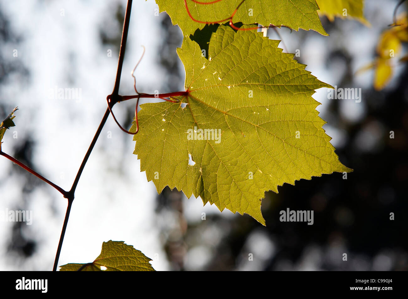 leaves of wine grape Stock Photo - Alamy