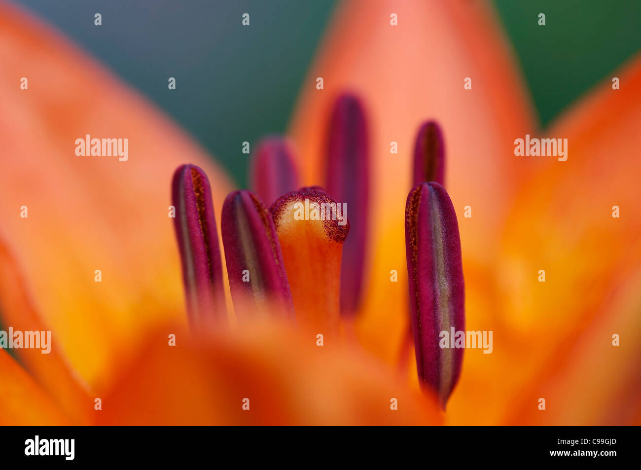 bloom of lily Stock Photo - Alamy