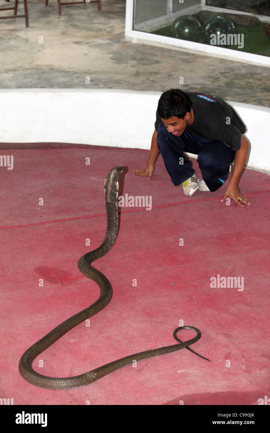 Master snake hi-res stock photography and images - Alamy