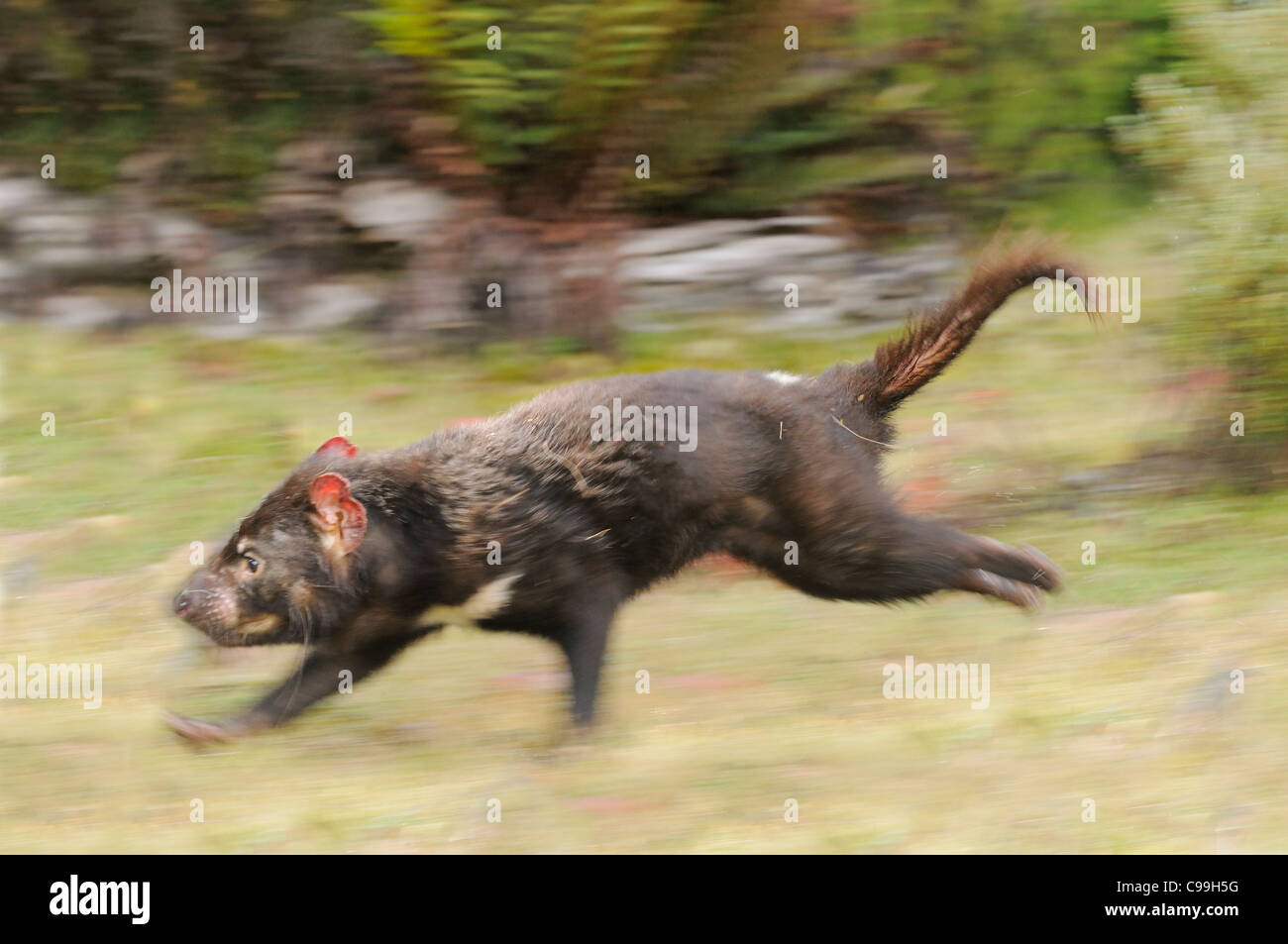 Cradle Mountain Tasmania Devil High Resolution Stock Photography and ...