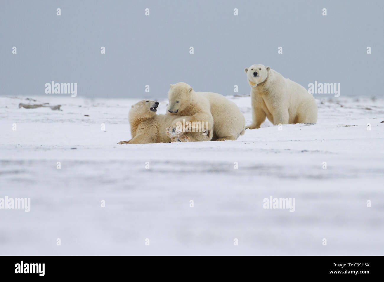 Polar Bear (Ursus maritimus) mother with 2 playful cubs on beach in snow at Kaktovik, Barter ...