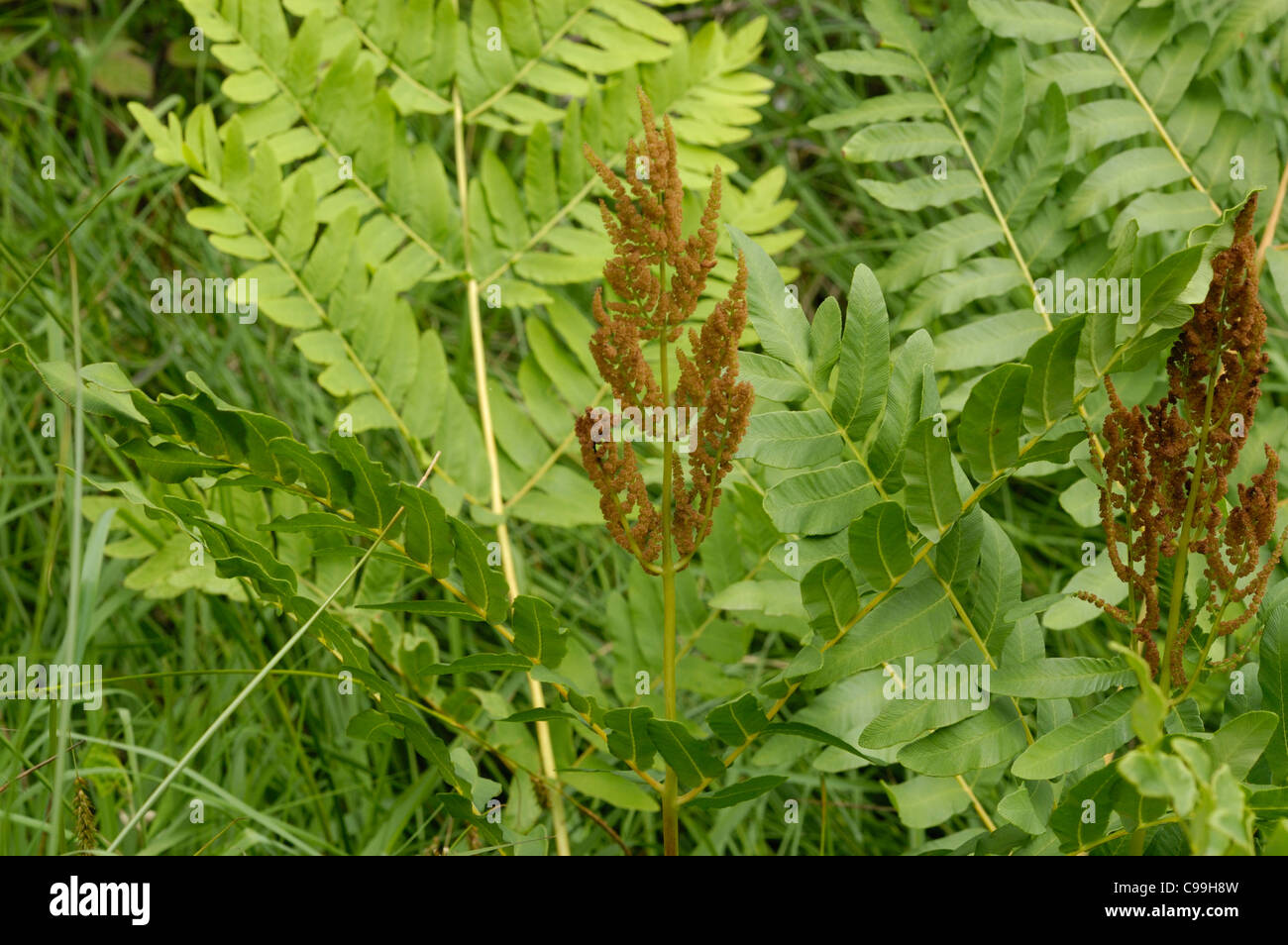 Royal Fern, Osmunda regalis Stock Photo - Alamy