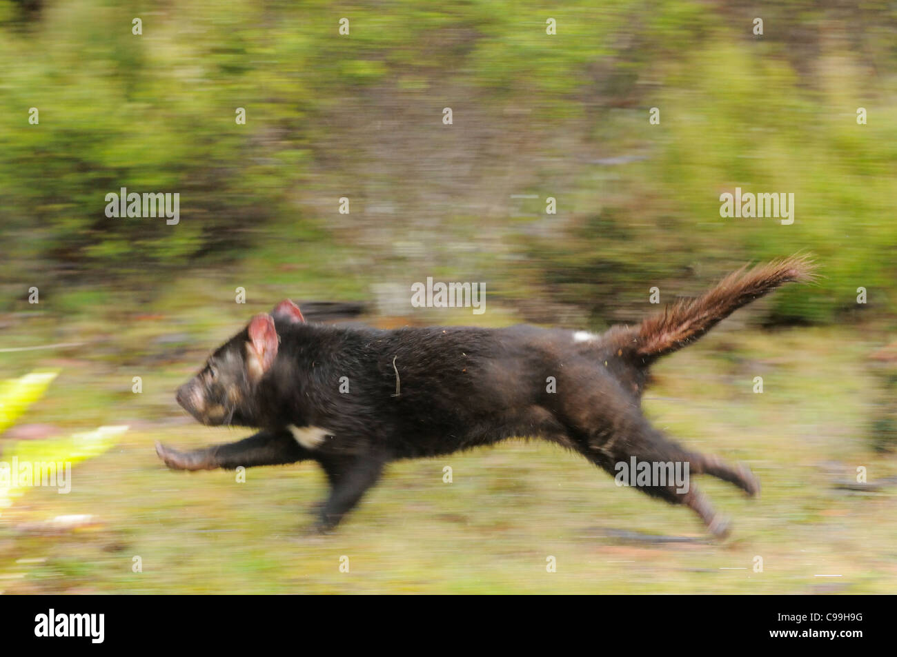 Cradle Mountain Tasmania Devil High Resolution Stock Photography and ...