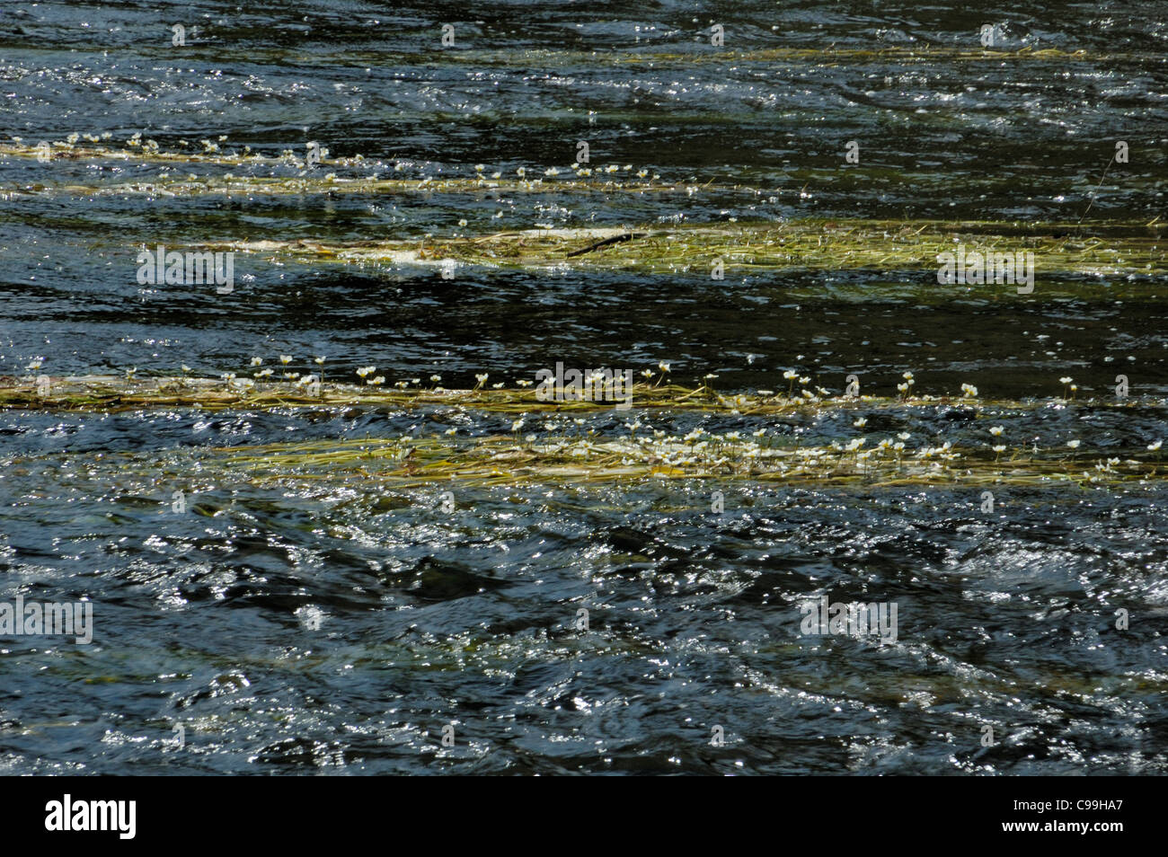 River Water-crowfoot, Ranunculus fluitans Stock Photo - Alamy
