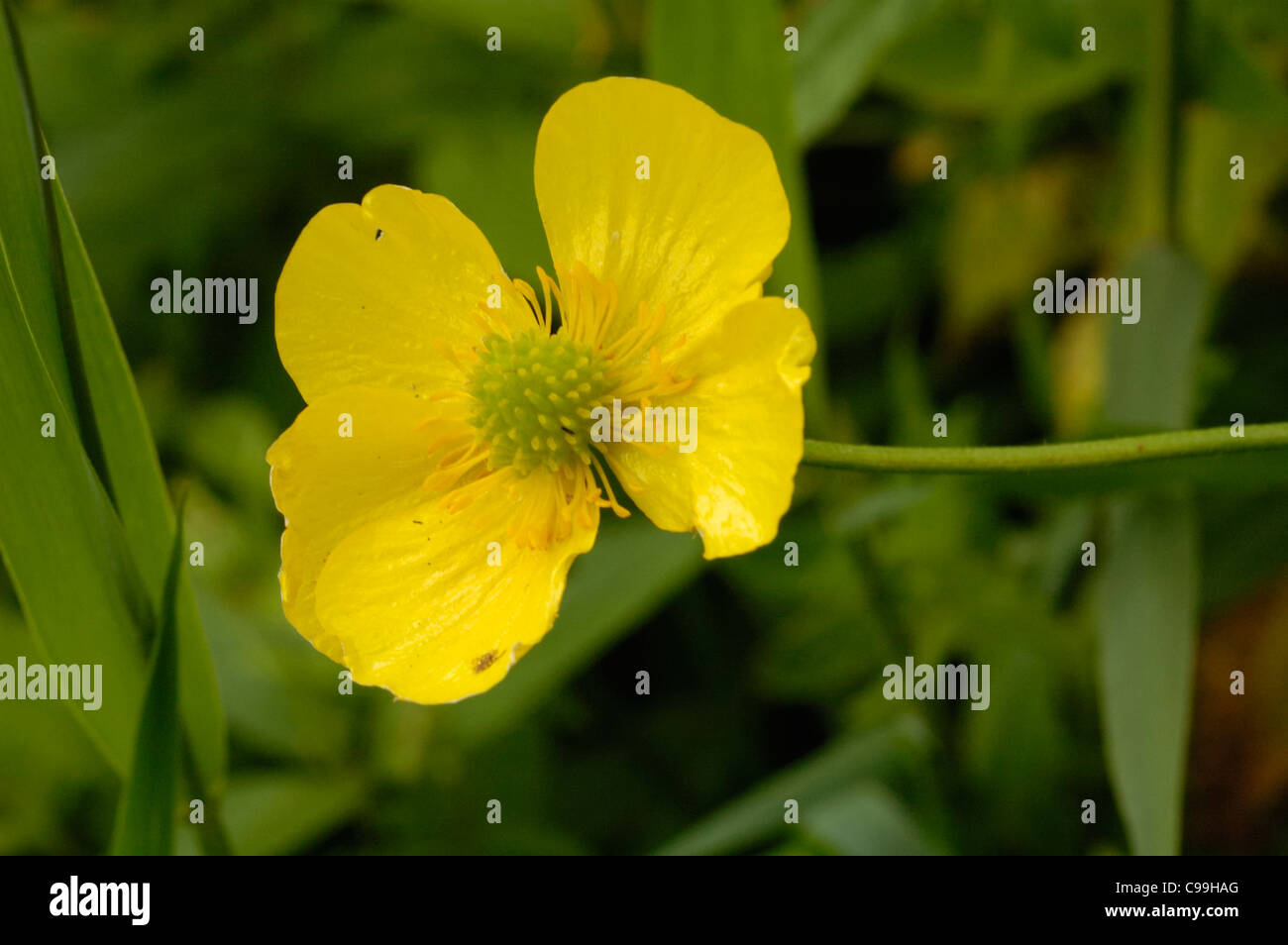 Greater Spearwort, Ranunculus lingua Stock Photo - Alamy