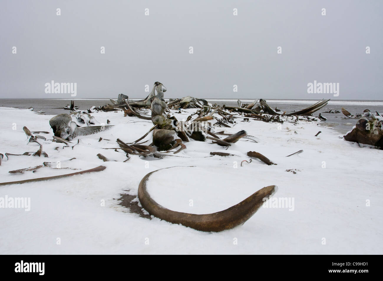 Bones/carcass of a harvested Bowhead Whale on beach in snow on ...