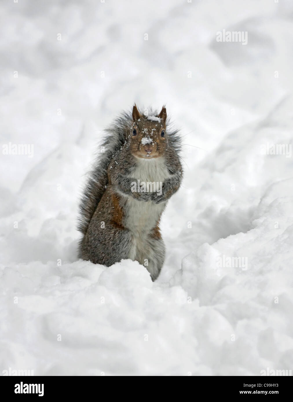 Grey Squirrel Sciurus carolinensis looking cute in snow during winter ...