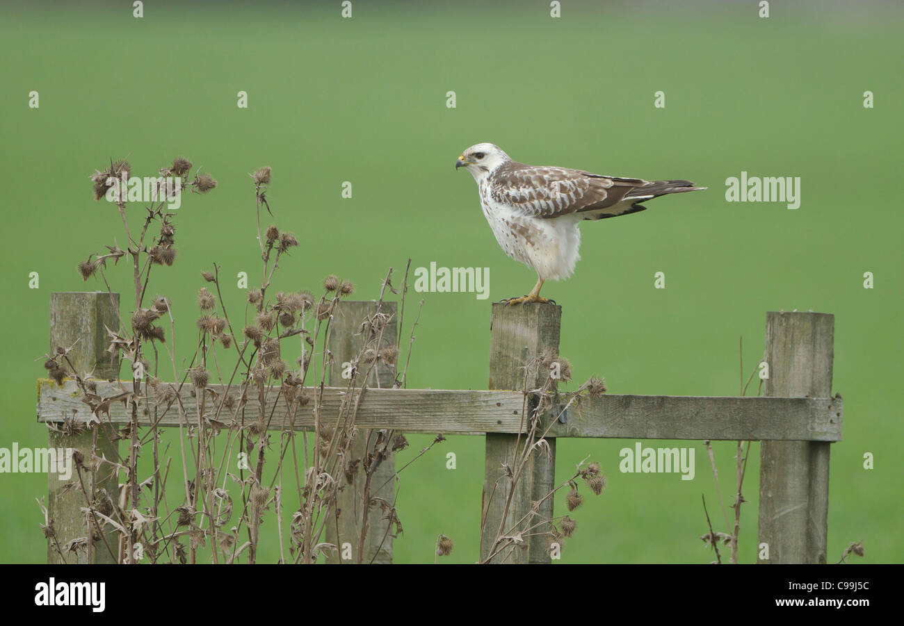 Juvenile Common Buzzard Buteo Buteo High Resolution Stock Photography ...
