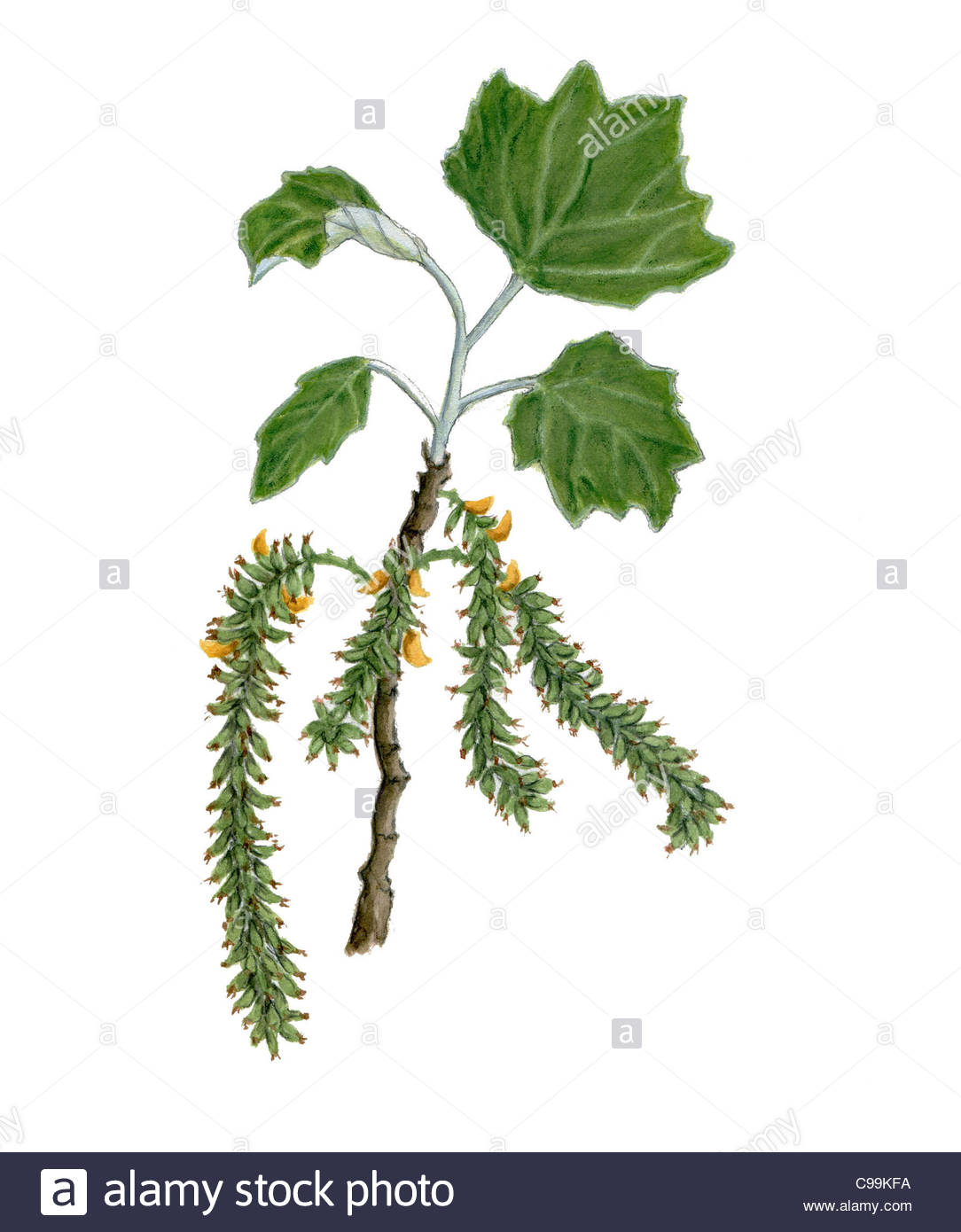 Poplar Tree Pollen Stock Photos & Poplar Tree Pollen Stock Images - Alamy