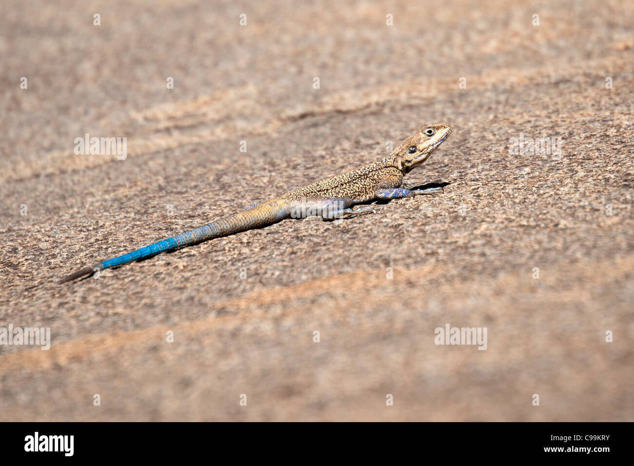 Ethiopian lizard hi-res stock photography and images - Alamy