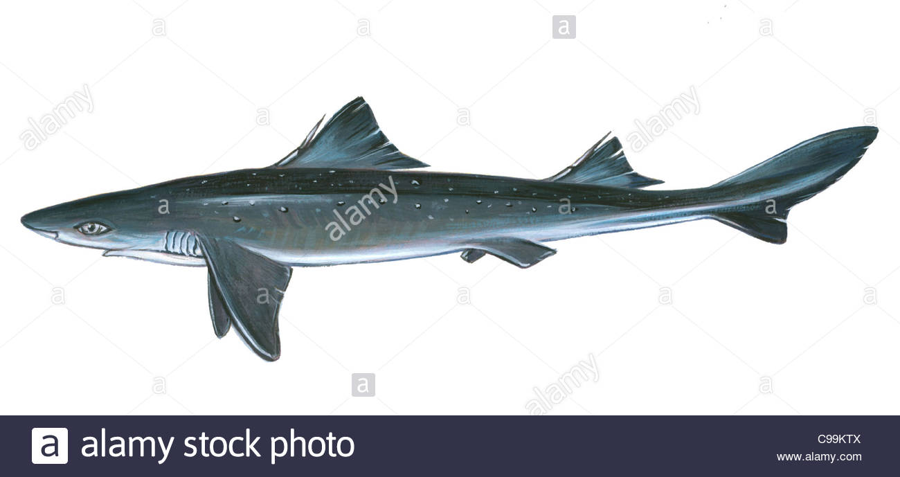 Spiny Dogfish Stock Photos & Spiny Dogfish Stock Images - Alamy