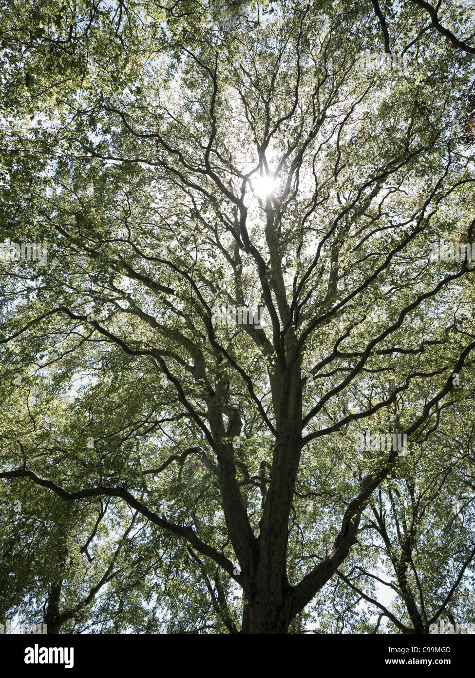 Bursting through trees hi-res stock photography and images - Alamy