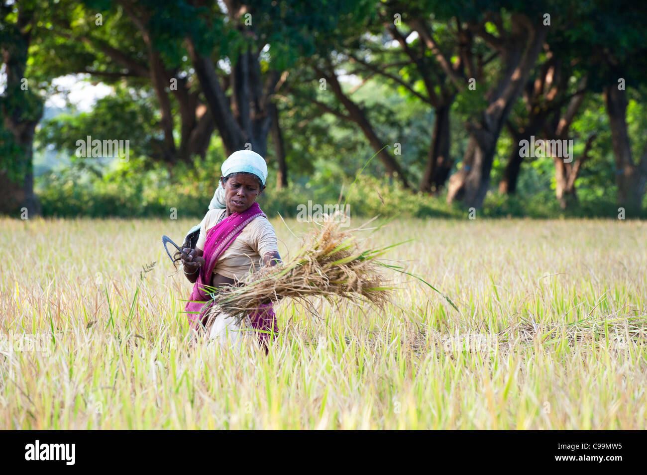 Indian woman cutting rice in the middle of a ripe paddy field with a ...
