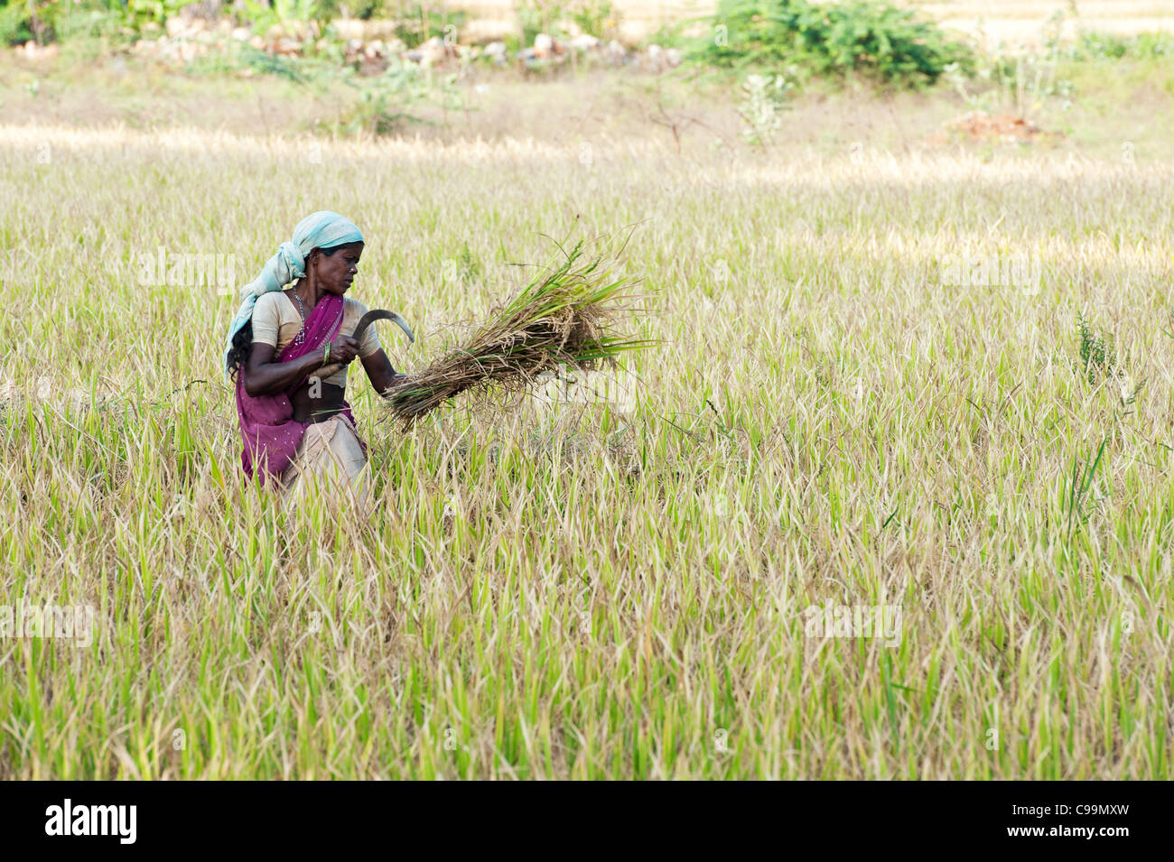 Indian woman cutting rice in the middle of a ripe paddy field with a ...