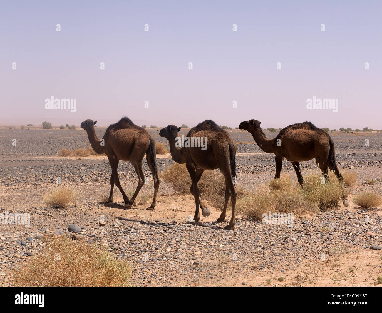 3 Dromedaries pasturing in the stone desert of Draa valley near Agdz ...