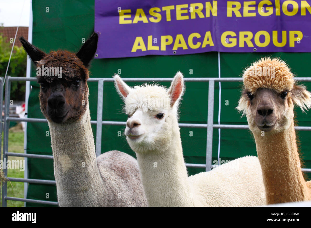 Three members of the Eastern Region Alpaca Group Stock Photo - Alamy