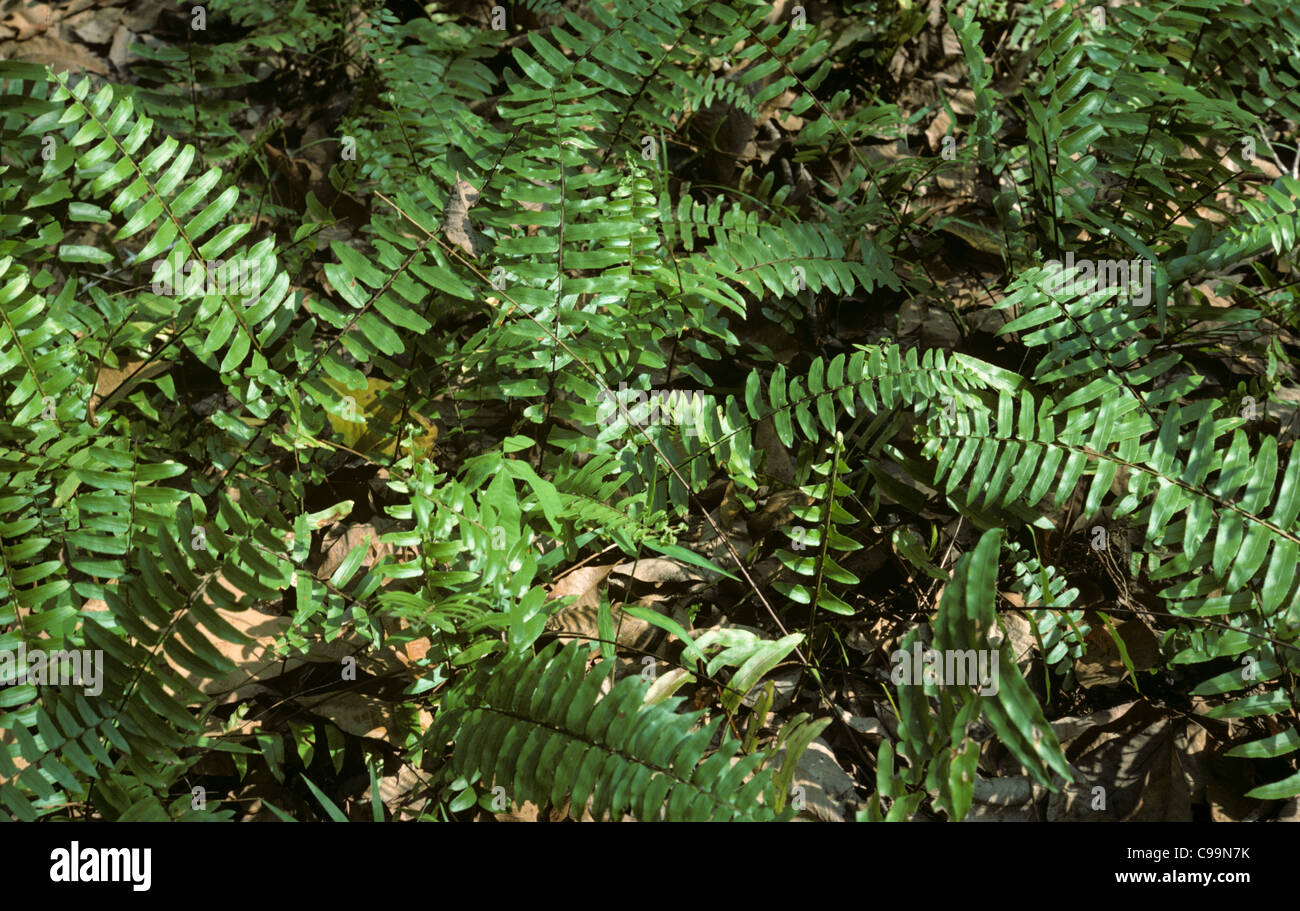 Macho fern or giant sword fern (Nephrolepsis biserrata) Malaysia Stock ...