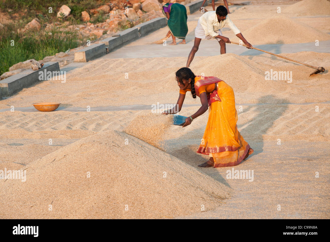 Drying out rice hi-res stock photography and images - Alamy