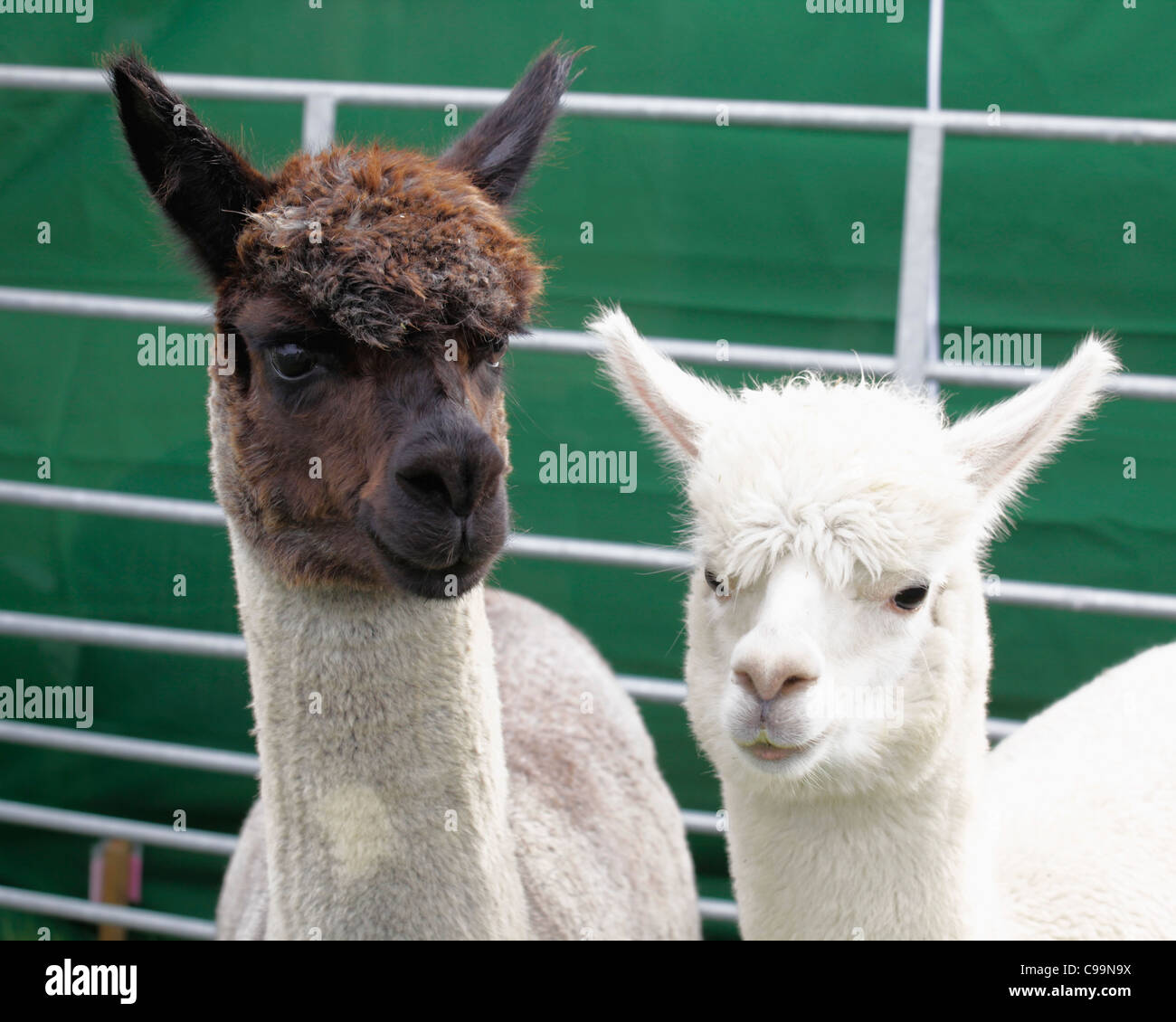 Two alpacas hi-res stock photography and images - Alamy