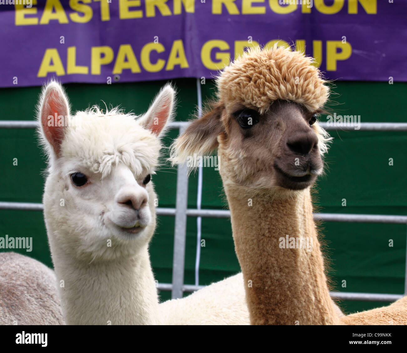 Two members of the Eastern Region Alpaca Group Stock Photo - Alamy
