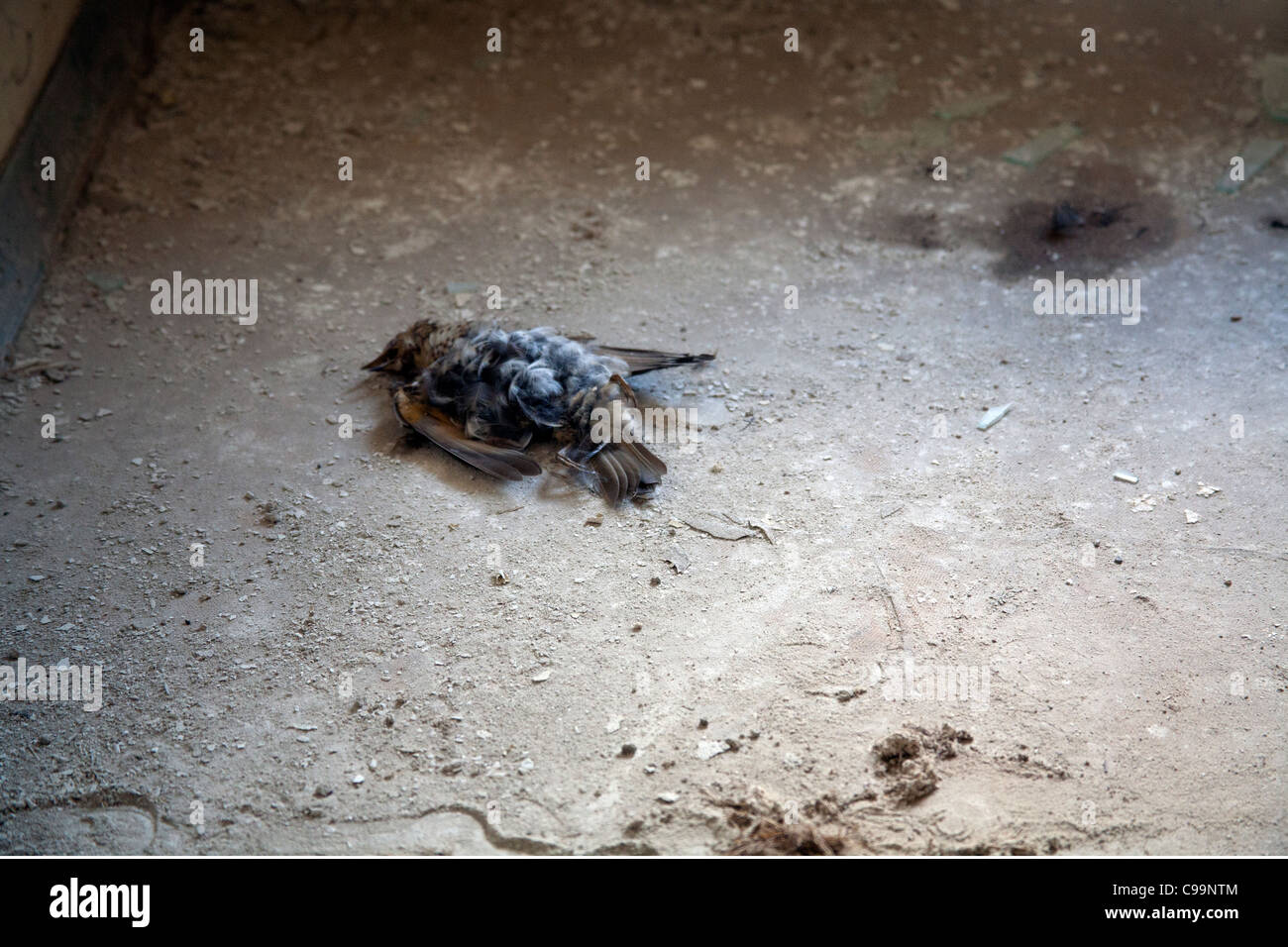 Dead bird on the floor in Energetik Palace of Culture Lenin Square ...