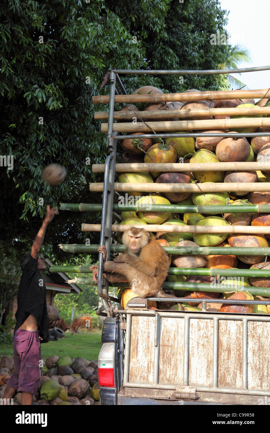 Macaque monkey sits on the back of a pickup truck full of coconuts ...