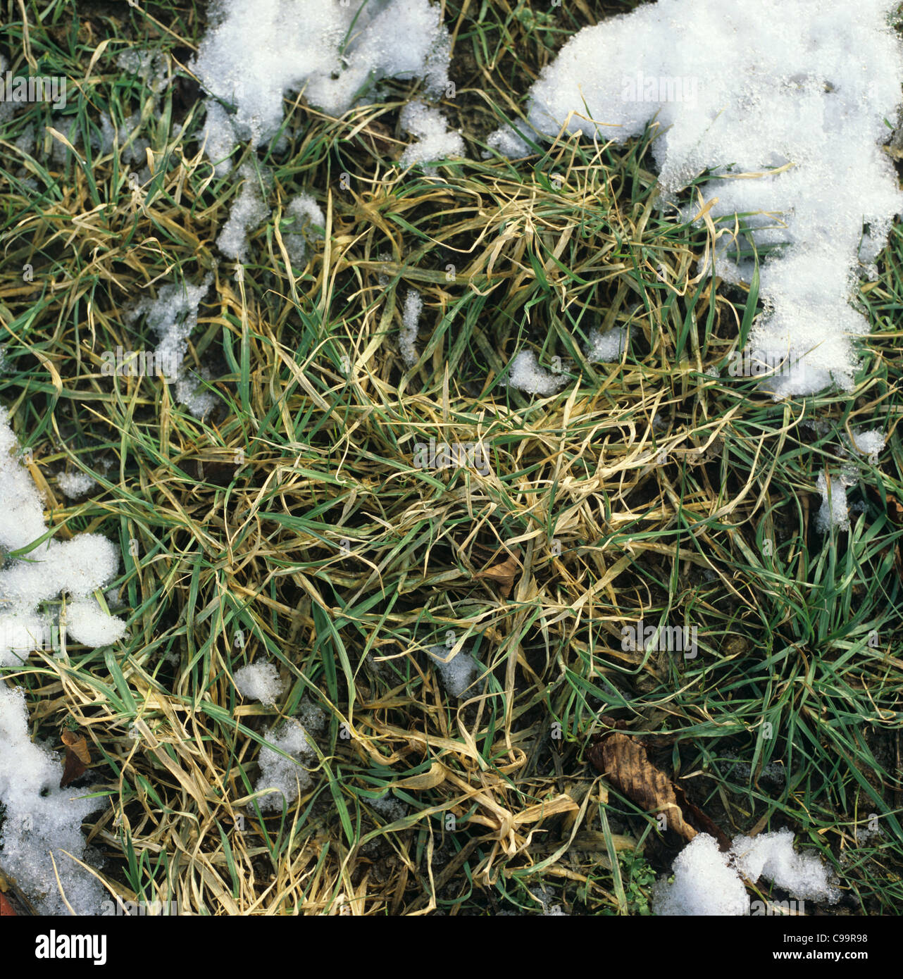 Overwintering plant cover hi-res stock photography and images - Alamy