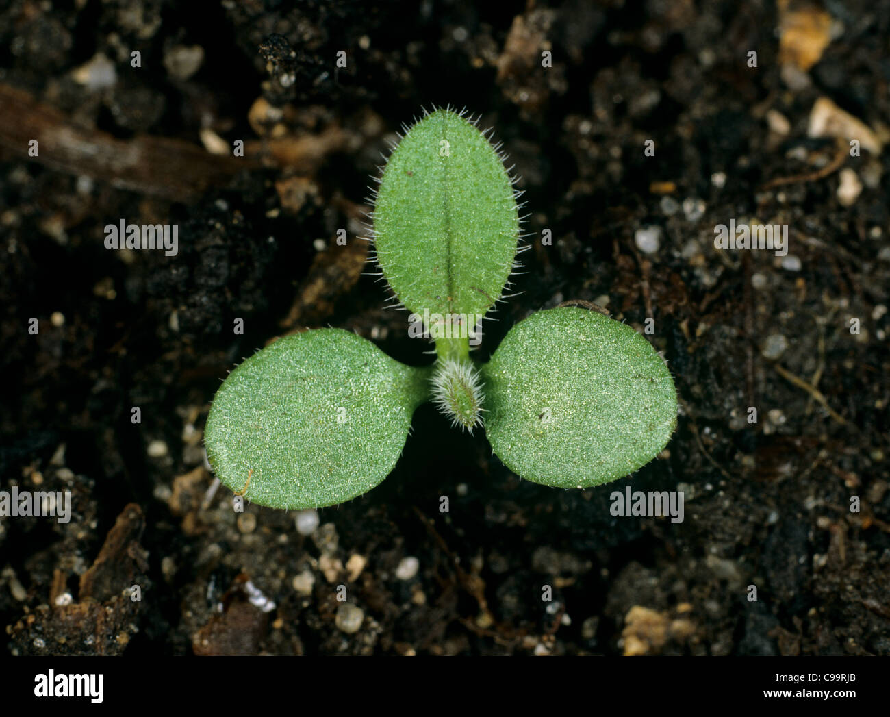 Myosotis seedling hi-res stock photography and images - Alamy