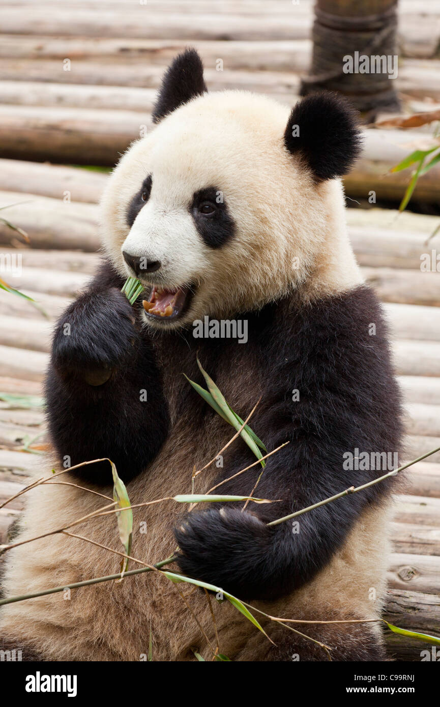 Giant Panda, Ailuropoda melanoleuca Panda Breeding and research centre ...