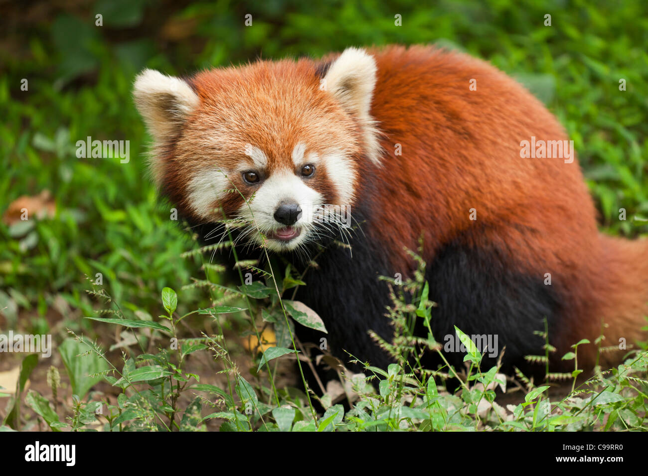 Red Panda, Panda Breeding and research centre, Chengdu PRC, People's ...