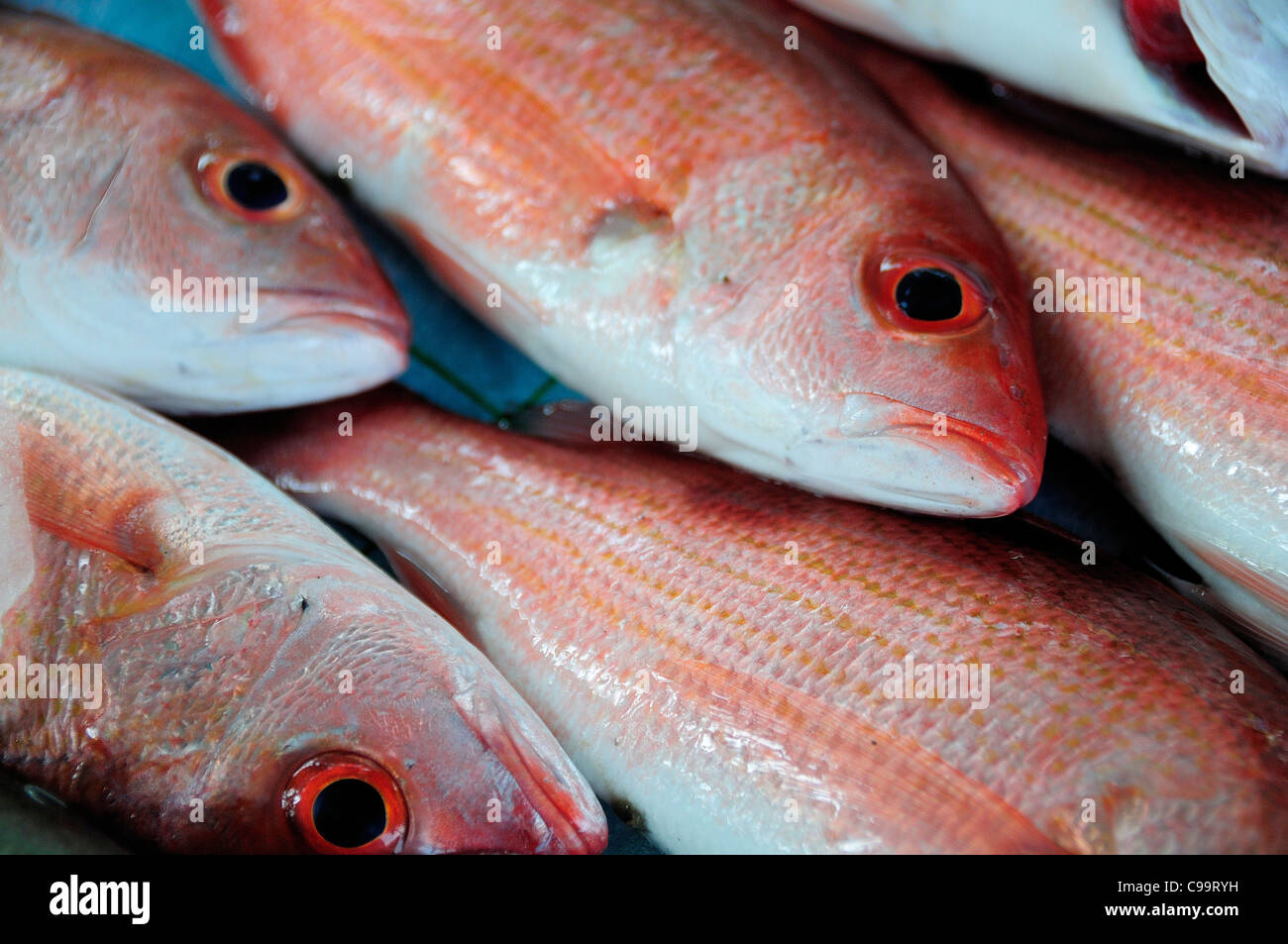 Mexico, Guerrero, Zihuatanejo, Close, cropped view of red snapper fish ...